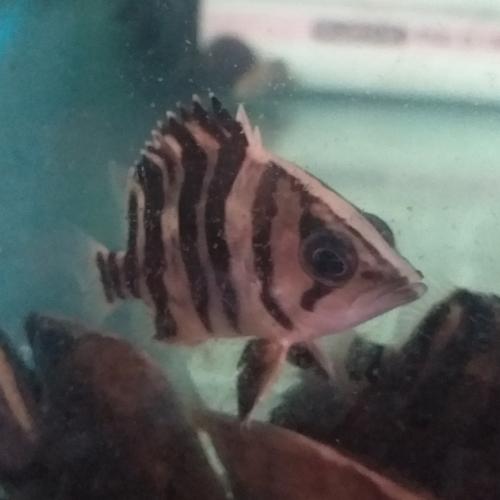 Jual Hiasan Aquarium Baby Datz / Datnoides Microlepis - Jakarta Timur ...