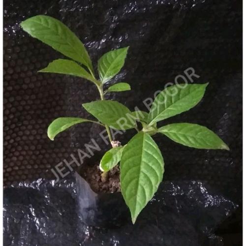 Jual trichantera gigantea siap tanam Tanaman Pohon pakan ternak - Kab ...