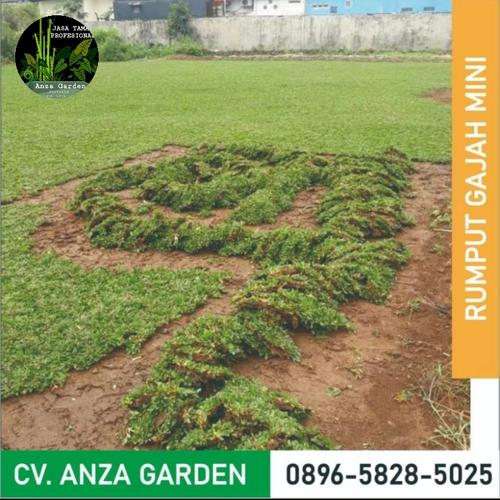 Jual Rumput gajah mini | Minimal order 50 meter - Kab. Bandung Barat ...