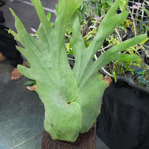 Jual platycerium wandae simbar papua - Kab. Pasuruan - LnE-Plantae ...