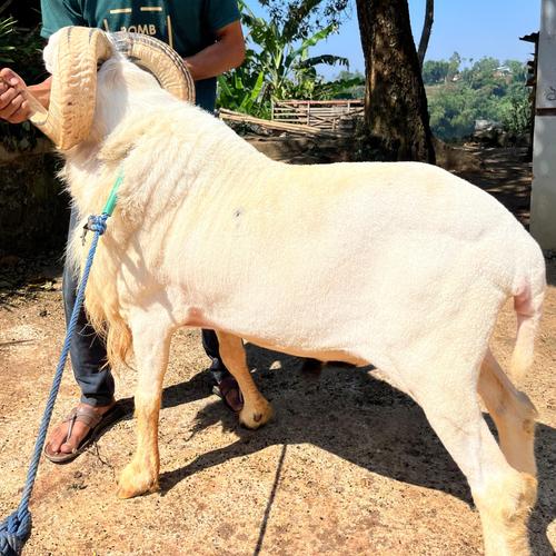 Jual Kambing Qurban Jantan 2023 - 60 - 65 Kg - Jakarta Selatan - Haji Andung Farm | Tokopedia