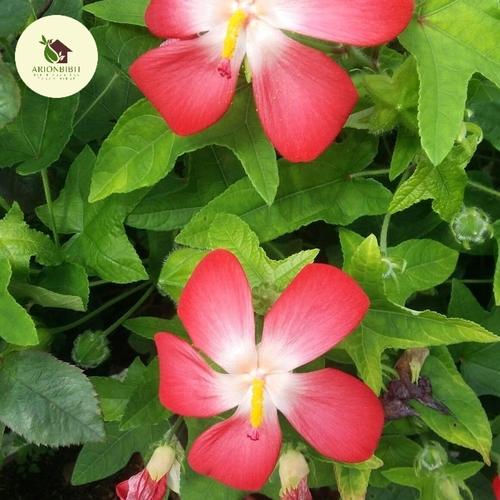 Jual Abelmoschus Moschatus atau Musk okra atau Kasturi/Tanaman hias ...