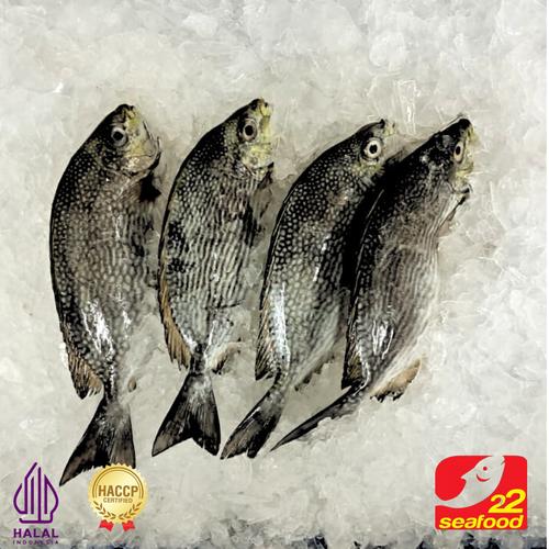 Promo Rabbit Fish / Ikan Baronang WGGS 1 kg / Bersih Tanpa Sisik Jeroan ...