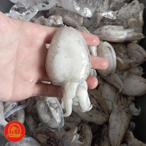 Jual Cumi Sotong / Cumi Sontong / Balakutak Fresh Segar 1 Kg - Jakarta ...