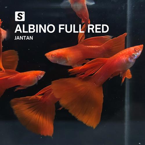 Jual Guppy Albino Full Red/AFR/Guppy Merah Delta Tail - Kab. Kebumen ...