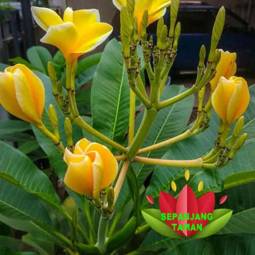 Promo Pohon Kamboja Bali Kuning Tinggi 50-100cm / Tanaman Kamboja Jepun ...