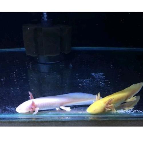 Jual axolotl salamander - albino - Kota Bandung - Ocean fish store ...