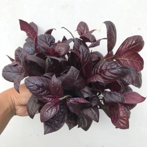 Jual daun handeuleum daun ungu segar 1kg - Kab. Bandung Barat - WAN ...