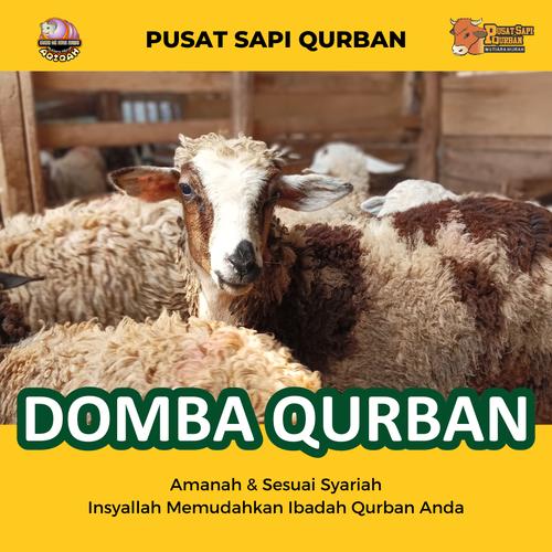Jual Qurban Kambing Domba Jabodetabek BTN | Mutiara Hijrah Farm - Q ...