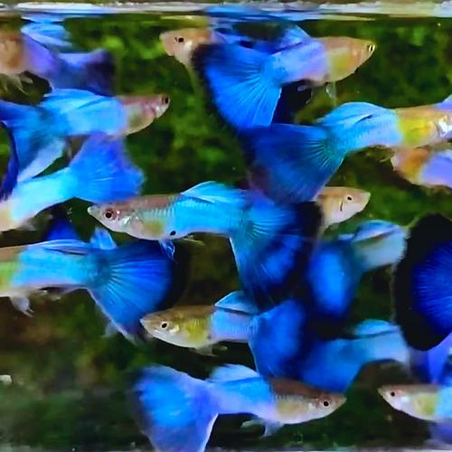 Jual ikan hias guppy japan blue tail sepsang jantan betina siap breding cocok untuk hiasan ...