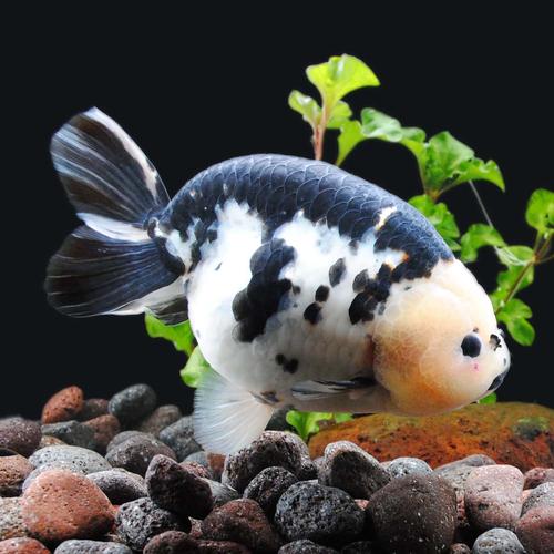 Jual Ikan Mas Koki Ranchu Rancu Calico Sapi Calicow Kaliko Besar - 12 ...