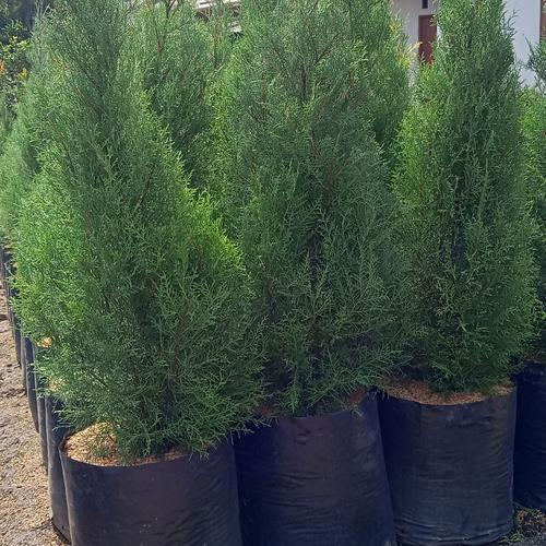 Jual pohon cemara rentes cemara natal daun rimbun tinggi 1 meter - Kota ...