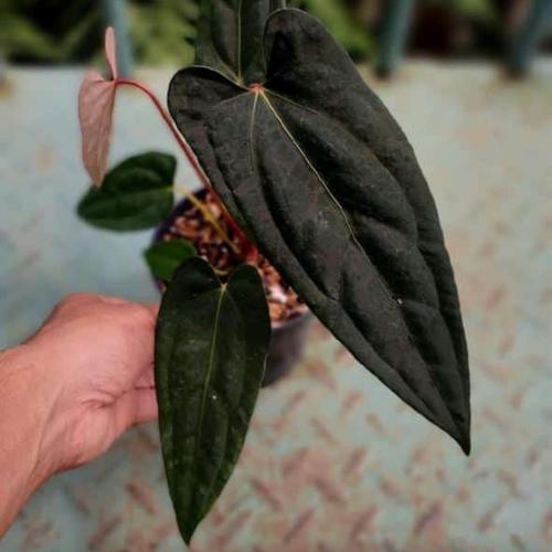 Jual anthurium papillilaminum fort sherman x red vein dark phoenix - 01 ...