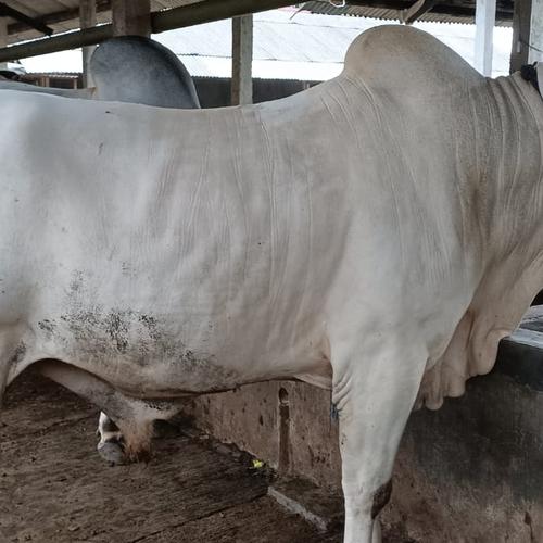 Jual Sapi qurban Pegon - Kota Tangerang Selatan - Kambing Kurban Jabodetabek | Tokopedia