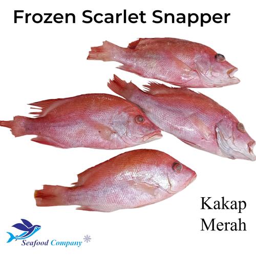 Jual Ikan Kakap Merah (Frozen Scarlet Snapper) - Jakarta Utara ...