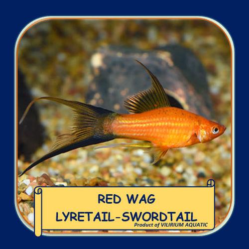 Jual IKAN HIAS AIR TAWAR - PLATY BLACK TAIL DOUBLE SWORD / RED WAG ...