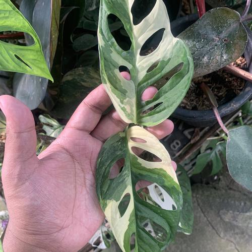 Jual monstera adansonii variegata jepang putih - Kota Batu - Jojii ...