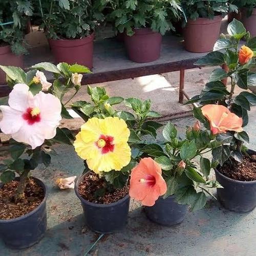 Jual Tanaman Hias Kembang Sepatu - Bunga Hibiscus Tumpuk Bangkok ...