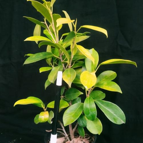 Jual Ficus Microcarpa Golden "Panda"/iprik golden gold .Bahan bonsai ...