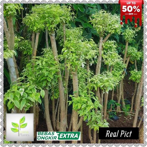 Jual paket 4 batang tanaman hias anting putri/pohon anting putri - Kab ...