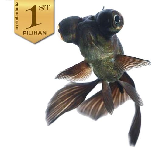 Jual Paket Koloni (isi 10) Ikan Hias Mas Koki Buldog Hitam Hiasan ...