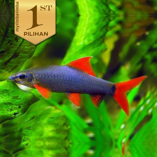 Jual Paket Koloni (isi 10) Black Red Fin Ikan Hias Hiasan Aquarium ...