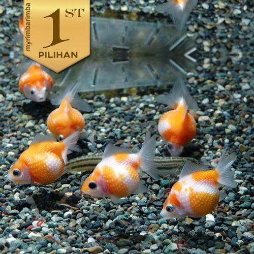 Jual Paket Koloni (isi 10) Ikan Mas Koki Mutiara Tikus Hiasan Aquarium ...