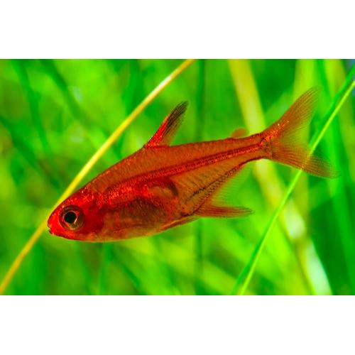 Jual IKAN AMANDE EMBER TETRA AQUASCAPE AKUARIUM AQUARIUM IKAN HIAS ...
