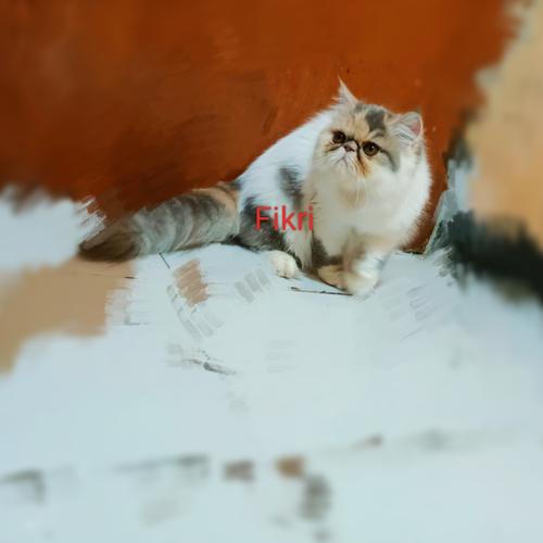 Jual Kucing Persia Peak Nose Extreme - Kota Bekasi - Fikri cat House ...