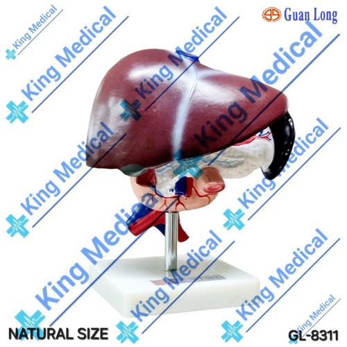Jual Alat Peraga Liver, Pancreas, and Duodenum Model GL-8311 (Import ...