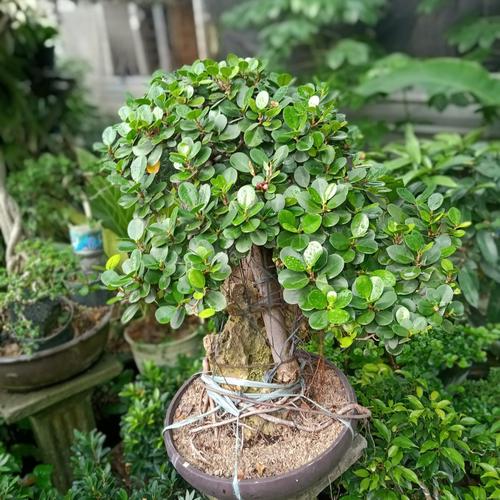 Jual bonsai beringin korea mini - Kota Tangerang Selatan - Bunga ...