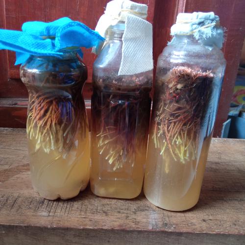 Jual pupuk biang jamur jakaba akar memanjang kemasan botol plastik ...
