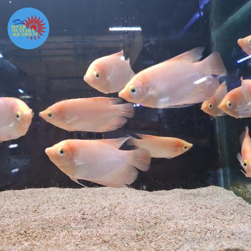 Jual ikan gurame padang albino 12cm - Jakarta Barat - SINAR MUTIARA ...