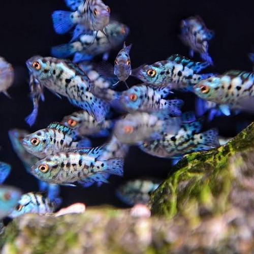 Promo ikan ebjd blue/ikan hias aquascape/ikan hias air tawar - Kota ...