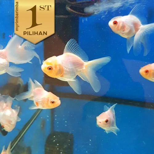 Jual Paket Koloni (isi 10) Koki Pink Baby Oranda Ikan Hias Aquascape ...