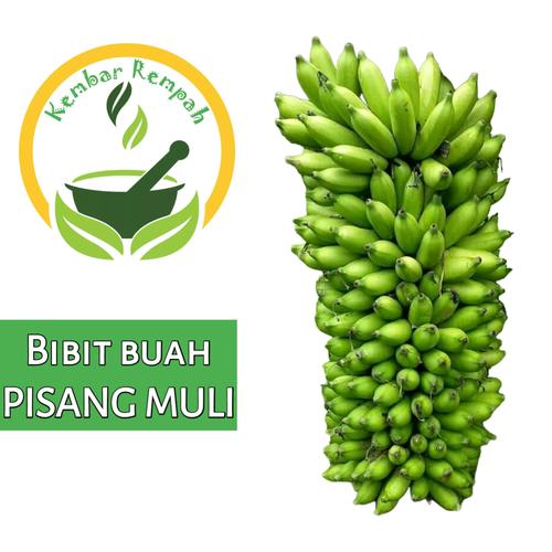 Jual Bibit Pohon Pisang Muli - L(31cm UP) - Kab. Cilacap - Kembar ...
