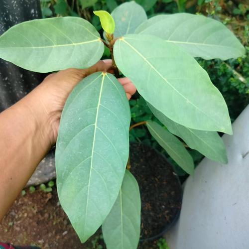 Jual Tanaman import Ficus Racemosa/Ficus Loa import Bagus unik subur ...