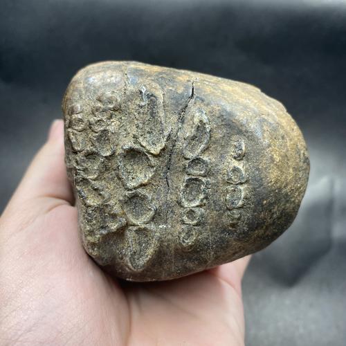 Jual NEWLY DISCOVERED | SUPER RARE | Glacial Age Extinct Javanese ...