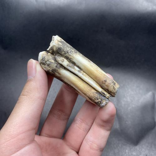 Jual NEWLY DISCOVERED | SUPER RARE | Glacial Age Javanese Bison Tooth ...