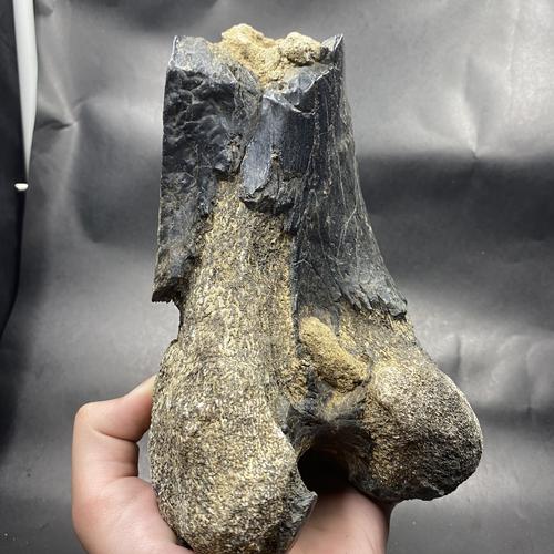 Promo NEWLY DISCOVERED | SUPER RARE | Glacial Javanese Bison Leg Bone ...