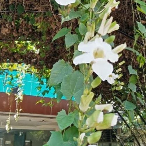 Jual pohon rambat tumbargia - Kab. Bogor - tamanhiasbogor | Tokopedia