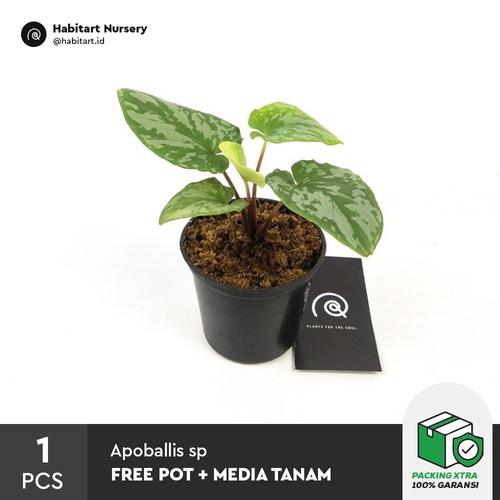 Jual Apoballis sp 'Dwarf' - Tanaman hias terrarium / Paludarium ...