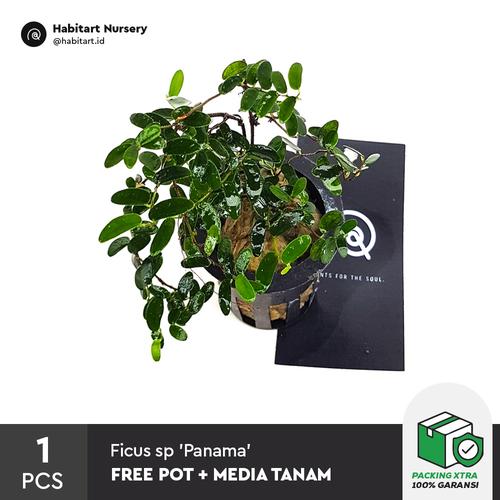 Promo Ficus sp 'Panama' - Tanaman mini for Paludarium Vivarium ...