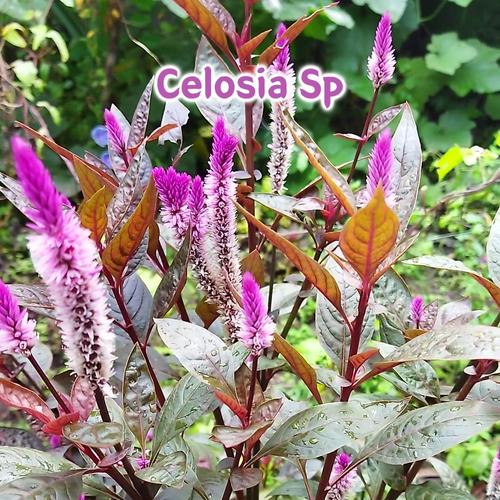 Jual Benih Bunga Celosia Sp. I Bunga Api - Api I Flamingo Feather - Kota Mojokerto - Deklaabs ...