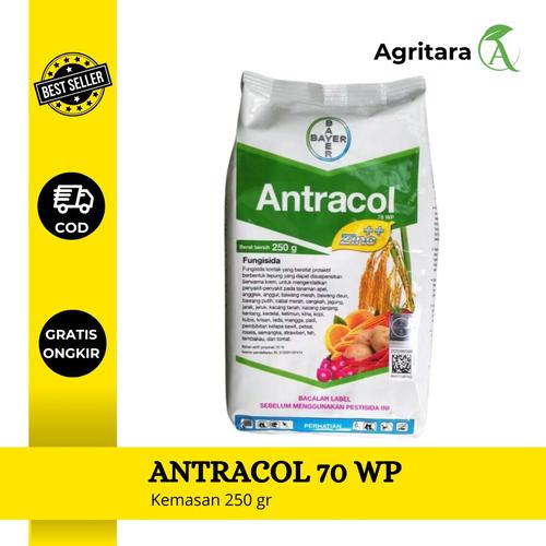 Jual FUNGISIDA ANTRACOL 70 WP 250 gr - Kota Semarang - Agritara | Tokopedia