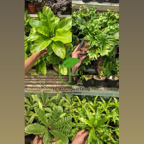 Jual Tanaman Hias Kadaka - Macam Macam Jenis Tanaman Kadaka - - Media ...