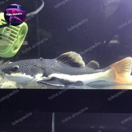 Jual ikan RTC red tail catfish tankmate predator - Jakarta Timur ...