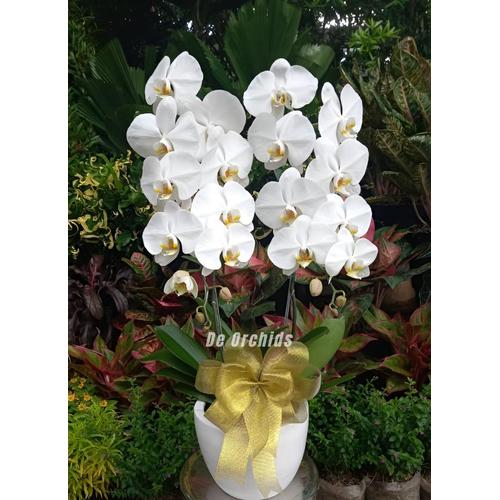 Jual Anggrek bulan rangkaian 2 Pohon Warna Putih Polos Harga termasuk ...