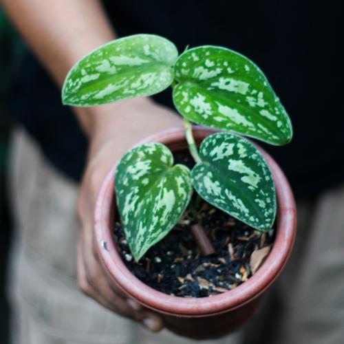 Jual Scindapsus Tricolor Tanaman Hias - Kota Yogyakarta - Fest Garden ...