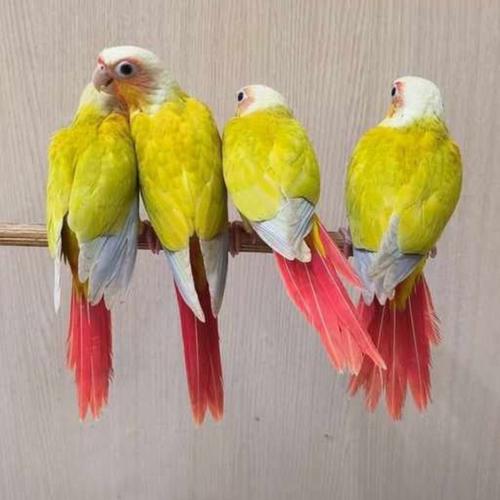 Jual Burung Baby Suncheek / Sunkist Conure Red Factor Parrot MoonCheek ...